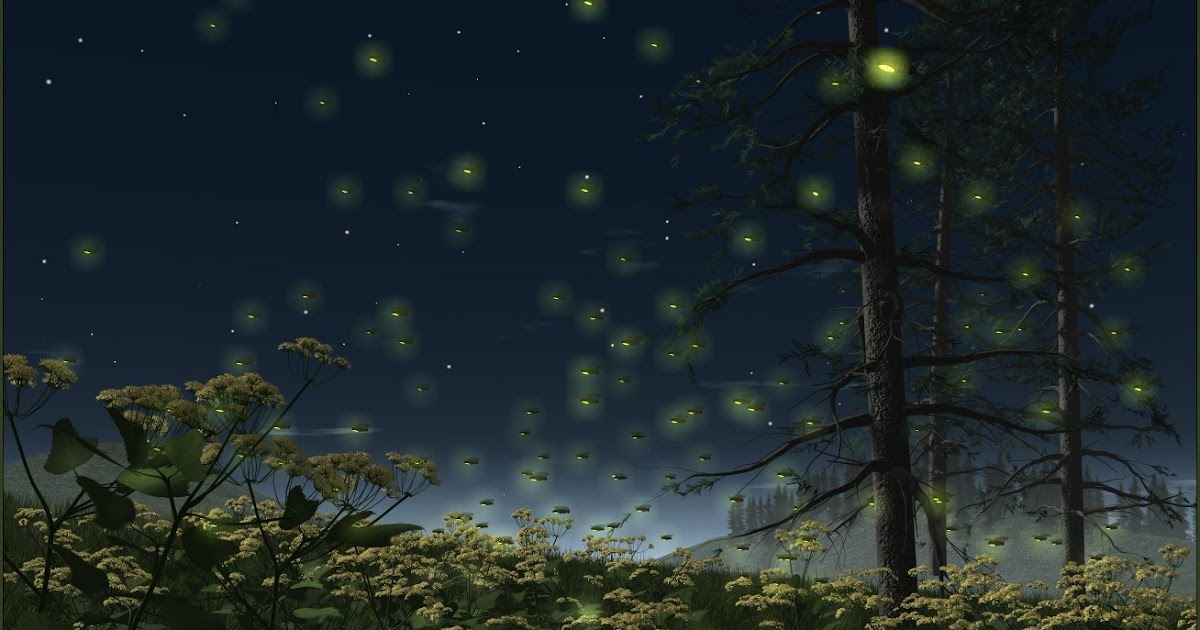 KUALA SEPETANG ECO TOURISM Matang Mangrove Forest Reserve Tour, Bird ...